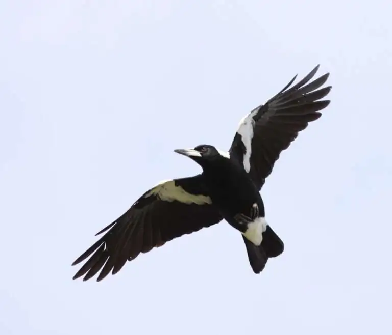 Swooping season - BirdLife Australia