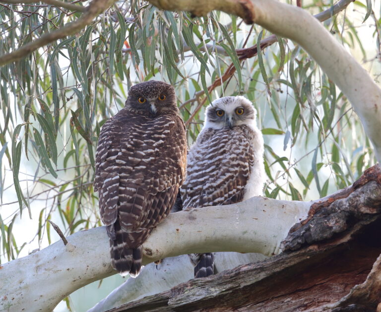 August bird of the month: Powerful Owl - BirdLife Australia