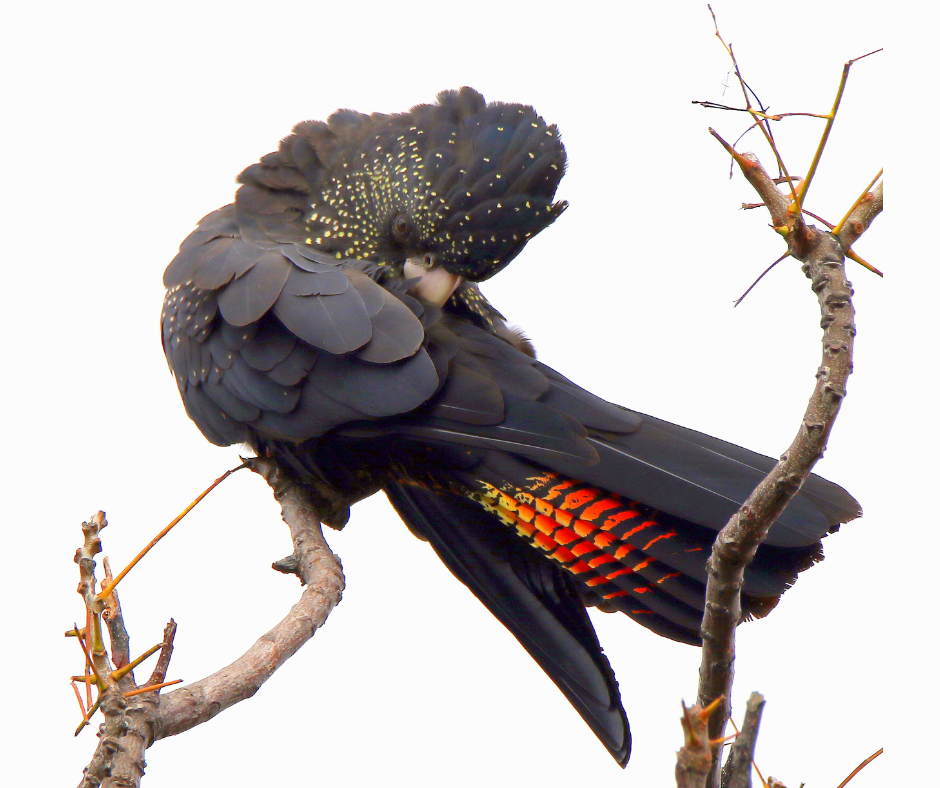 Spring Cocky Count - BirdLife Australia
