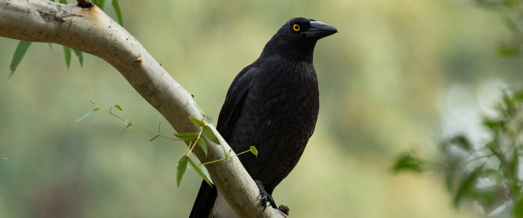Pied Currawong - BirdLife Australia
