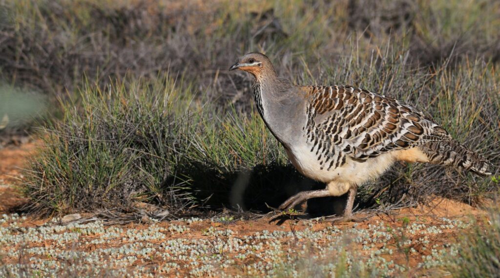Threatened Mallee Bird Education Kit - BirdLife Australia