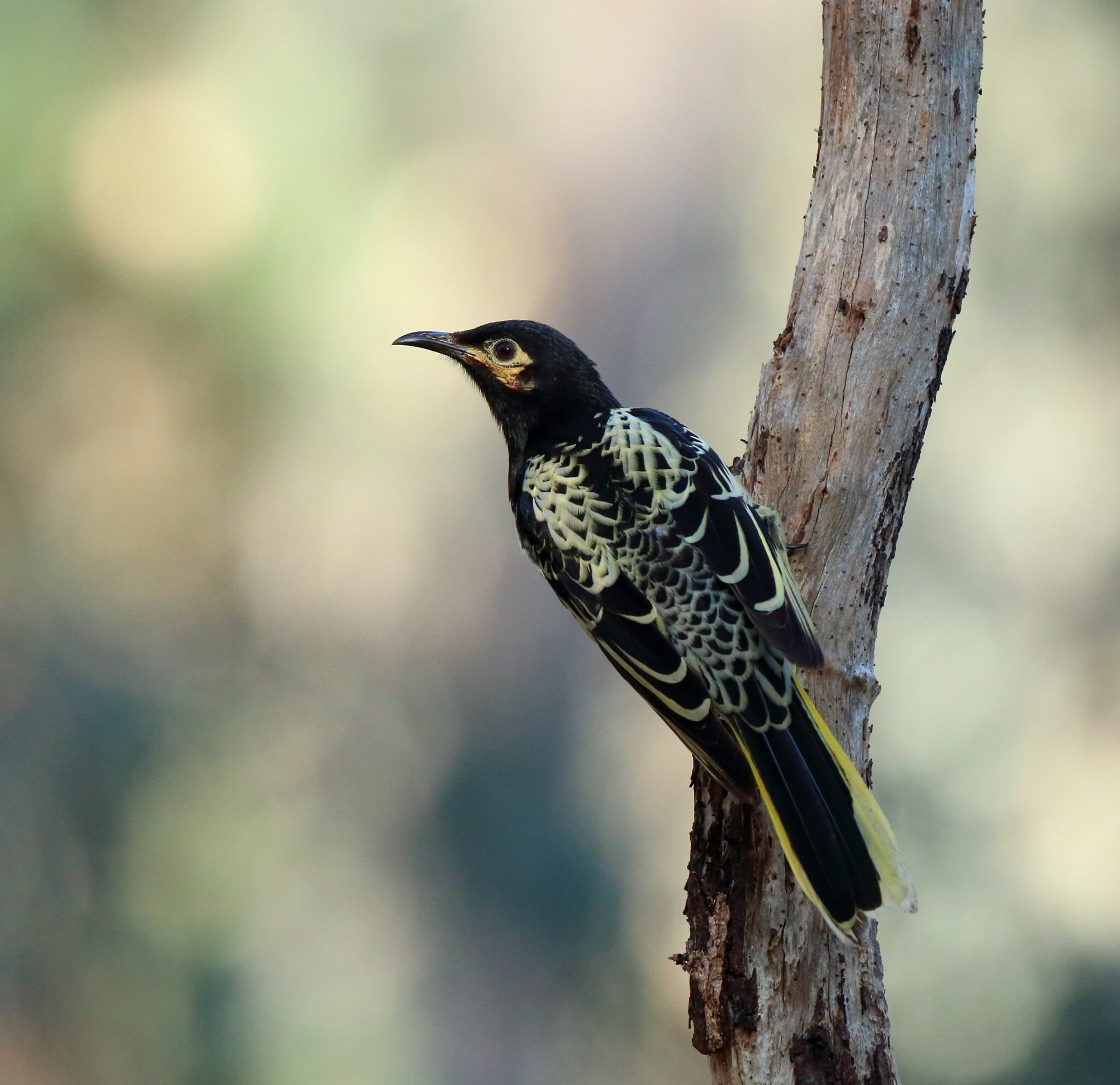 Australian Bird of the Year 2025 - BirdLife Australia