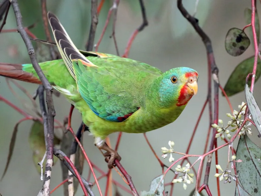 Parrots in Peril: A Decade of Conservation Challenges - BirdLife Australia