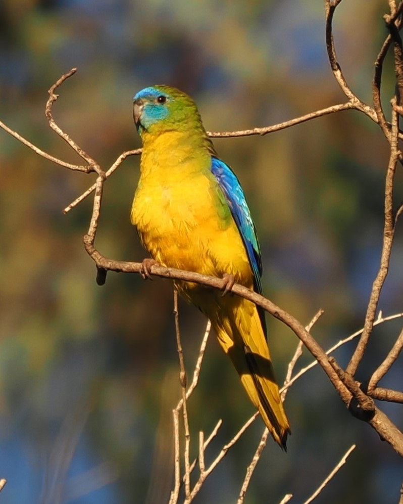 BirdLife Southern NSW - BirdLife Australia