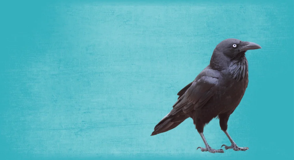 Australian Bird of the Year 2025 - BirdLife Australia