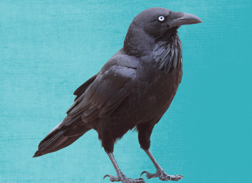 Aussie Bird Count - BirdLife Australia