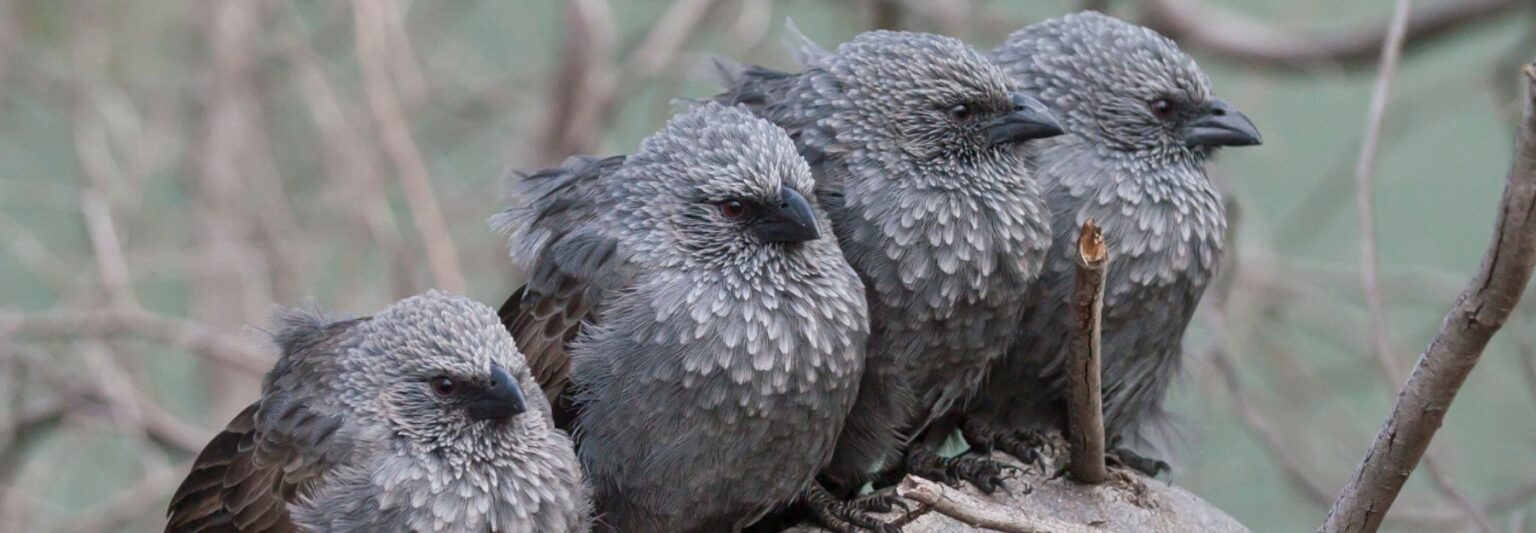 Apostlebird - BirdLife Australia