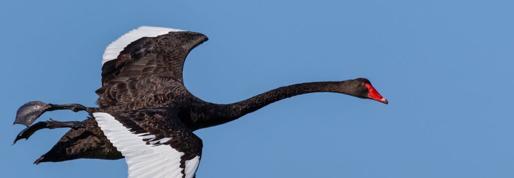Black Swan - BirdLife Australia