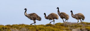 Emu - BirdLife Australia