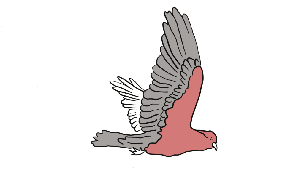 Aussie Bird Count - BirdLife Australia