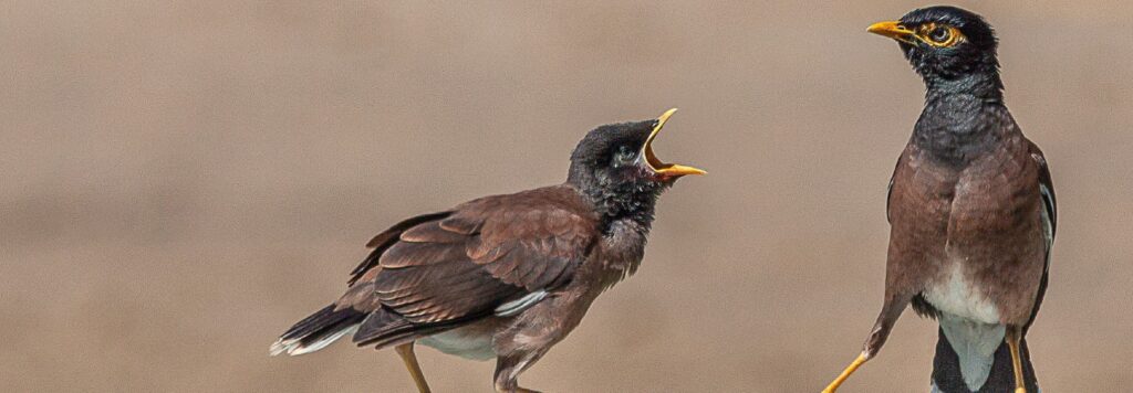 Common Myna - BirdLife Australia