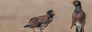 Common Myna - BirdLife Australia