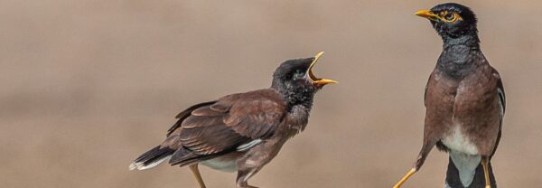 Common Myna - BirdLife Australia