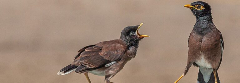 Common Myna - BirdLife Australia