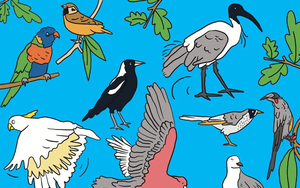 The 10th Aussie Bird Count starts today - BirdLife Australia