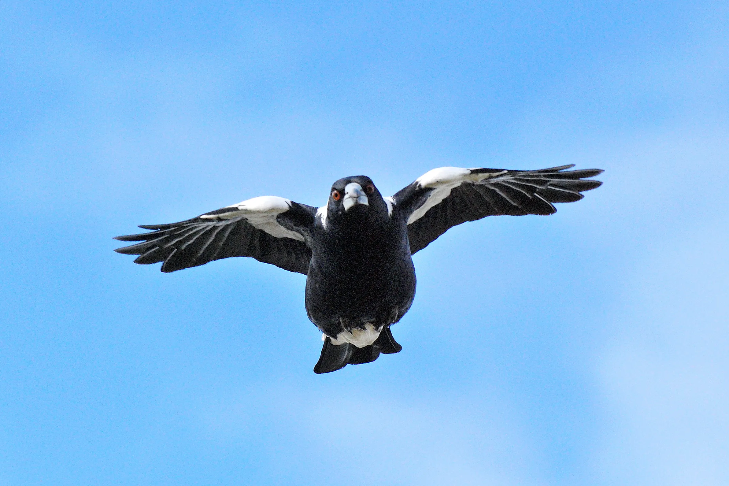 10 reasons why you should join the 10th Aussie Bird Count - BirdLife ...