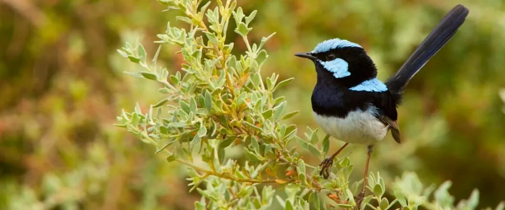 Superb Fairy-wren - BirdLife Australia