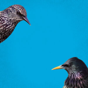 Australian Bird of the Year 2025 - BirdLife Australia