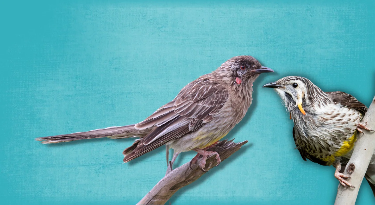 What Bird is That? Wattlebirds - BirdLife Australia