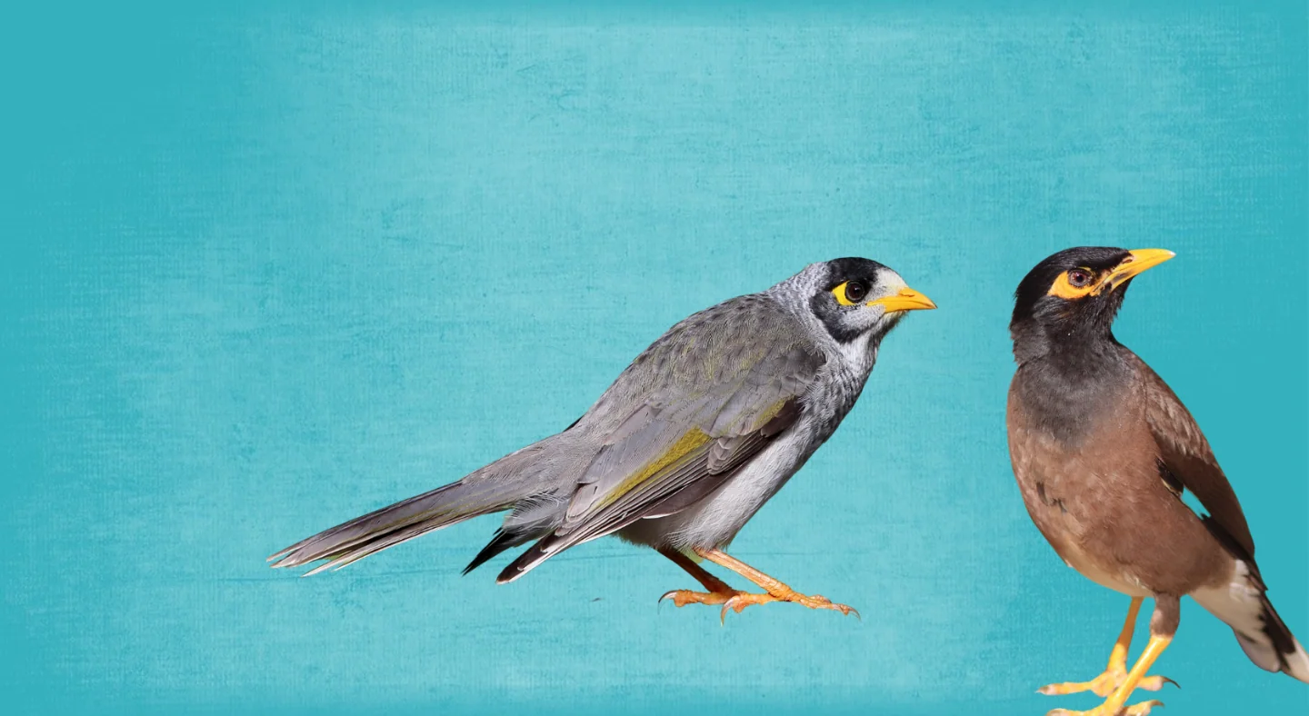 What Bird is That? Myna and Miner - BirdLife Australia