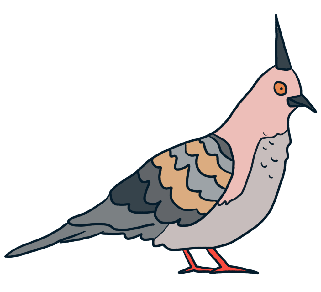What Bird is That? Crested Pigeons vs Topknot Pigeons - BirdLife Australia