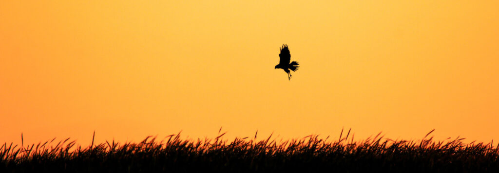 Mindful birding: why birdwatching is good for you - BirdLife Australia