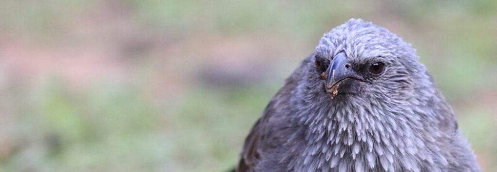 5 Things you may or may not know about Apostlebirds - BirdLife Australia