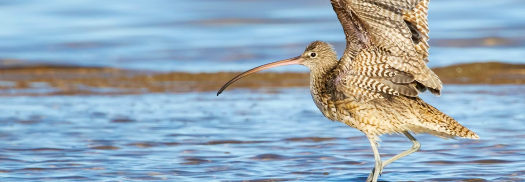 Migratory Shorebird Education Kit - BirdLife Australia