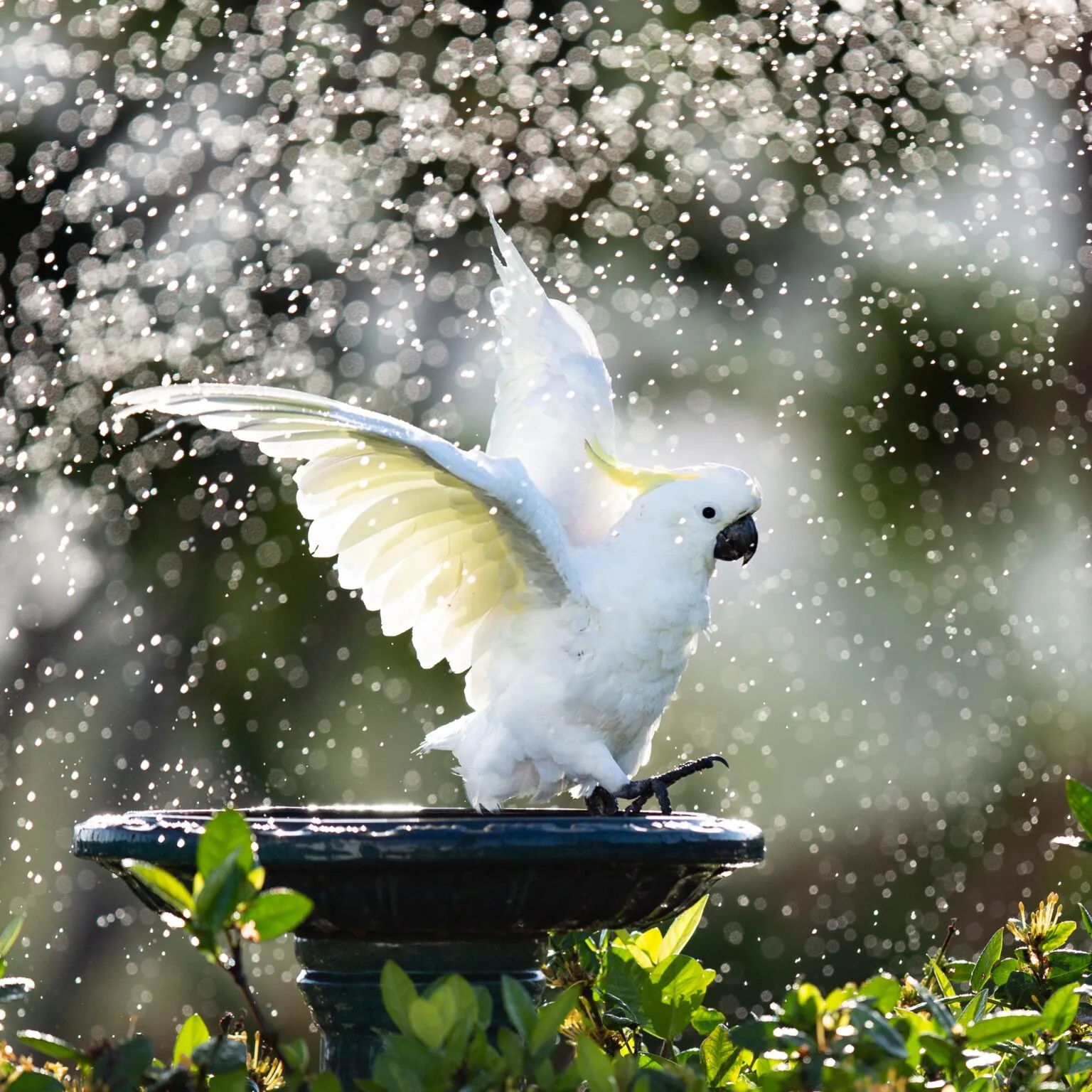 How you can help fire-affected birds - BirdLife Australia