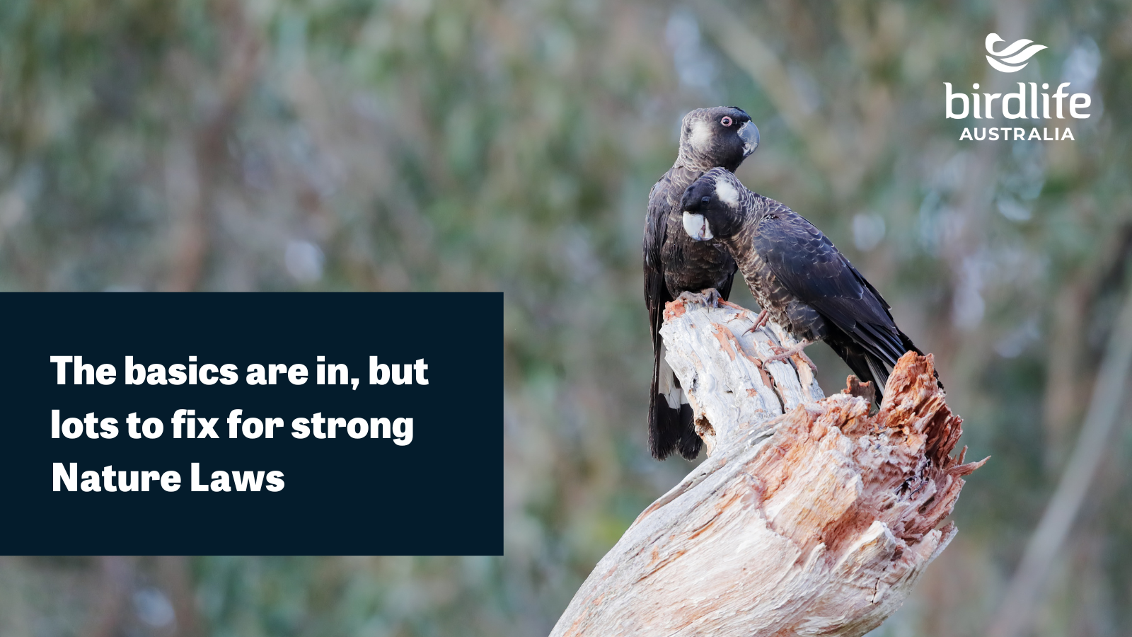 The basics are in, but lots to fix for strong Nature Laws - BirdLife ...