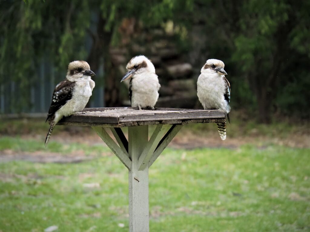 A guide to feeding wild birds in Australia - BirdLife Australia