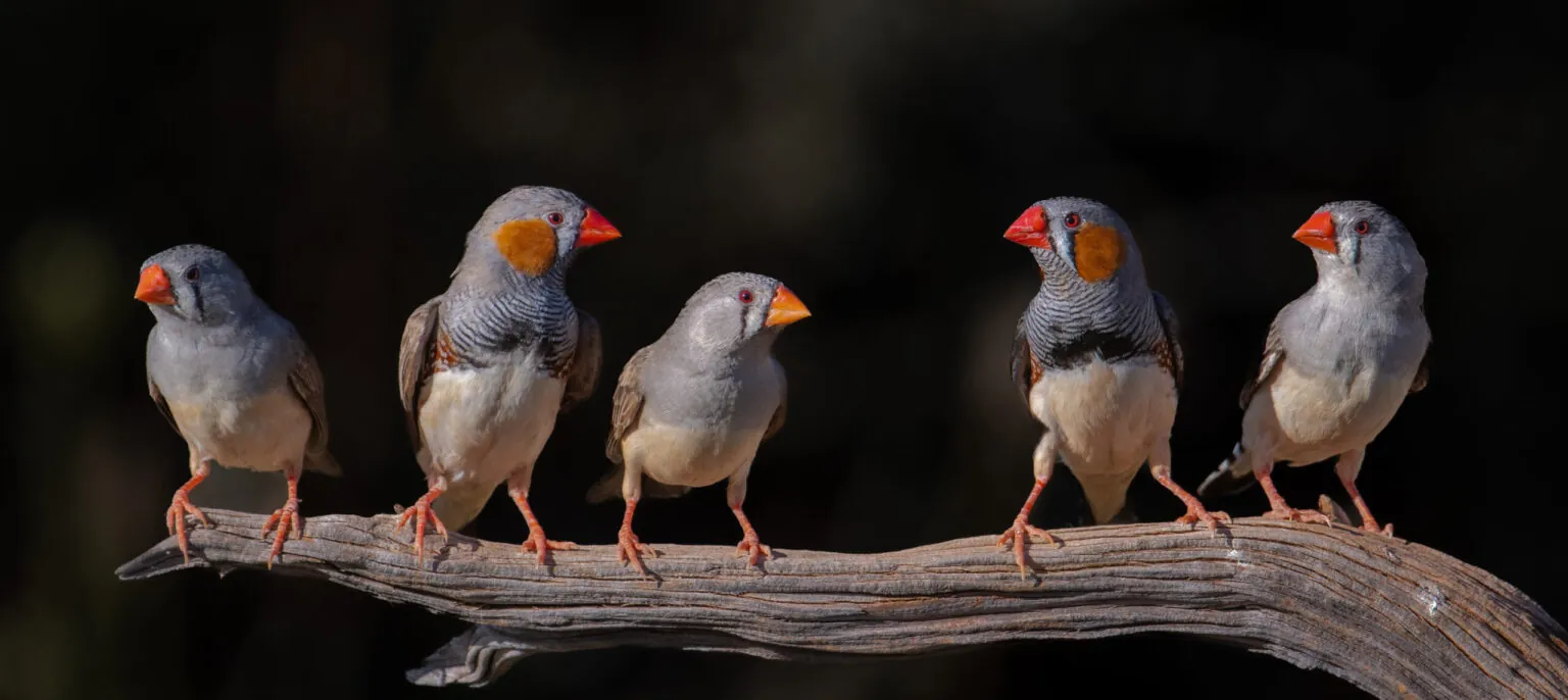 Groups - BirdLife Australia