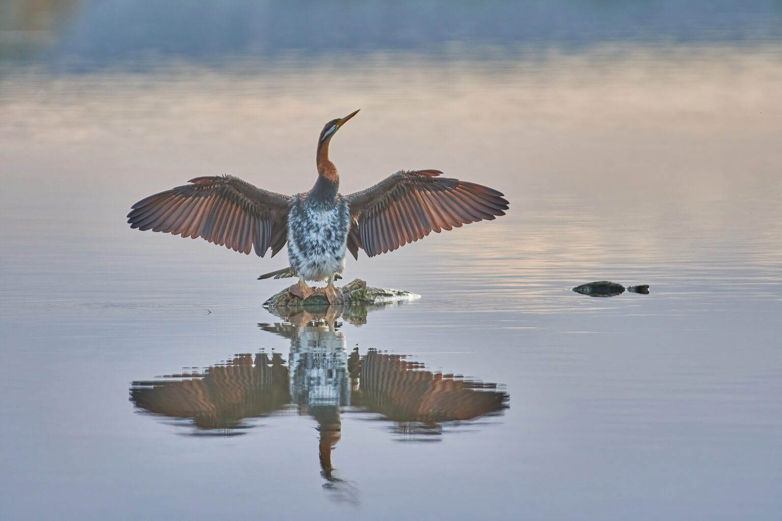February bird of the month: Australasian Darter - BirdLife Australia