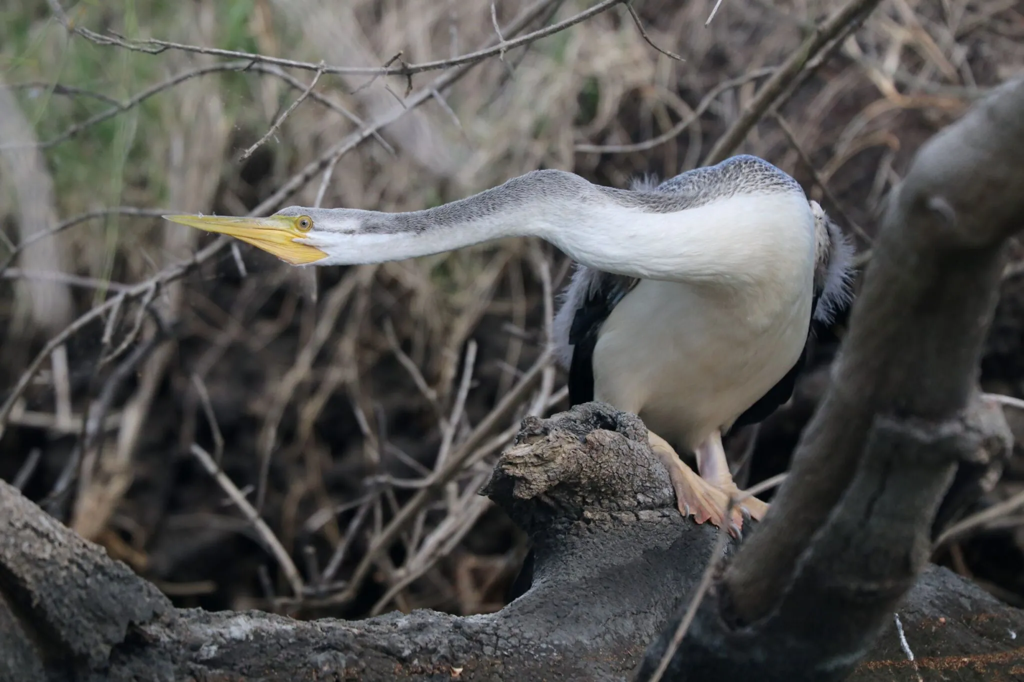 February bird of the month: Australasian Darter - BirdLife Australia