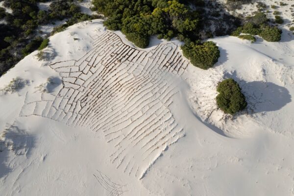 Eyre Bird Observatory - Volunteer Dune Restoration Coordinator ...