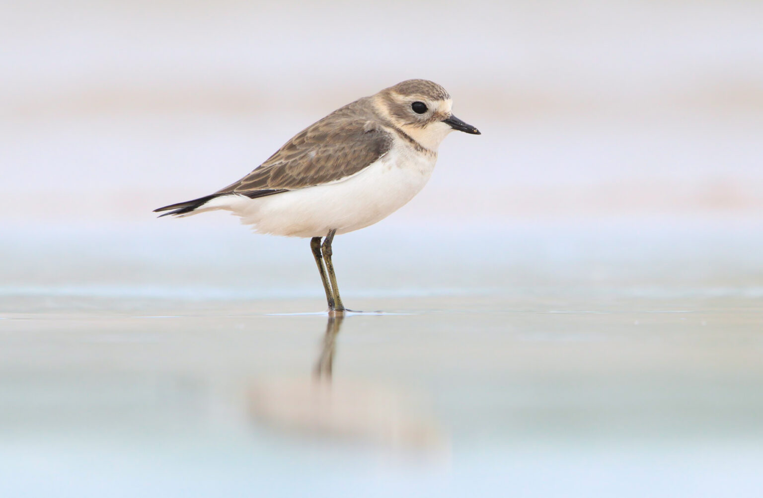 Birds to look out for in February Birds to look out for in February ...