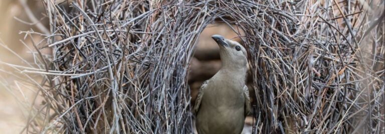 March bird of the month: Great Bowerbird - BirdLife Australia