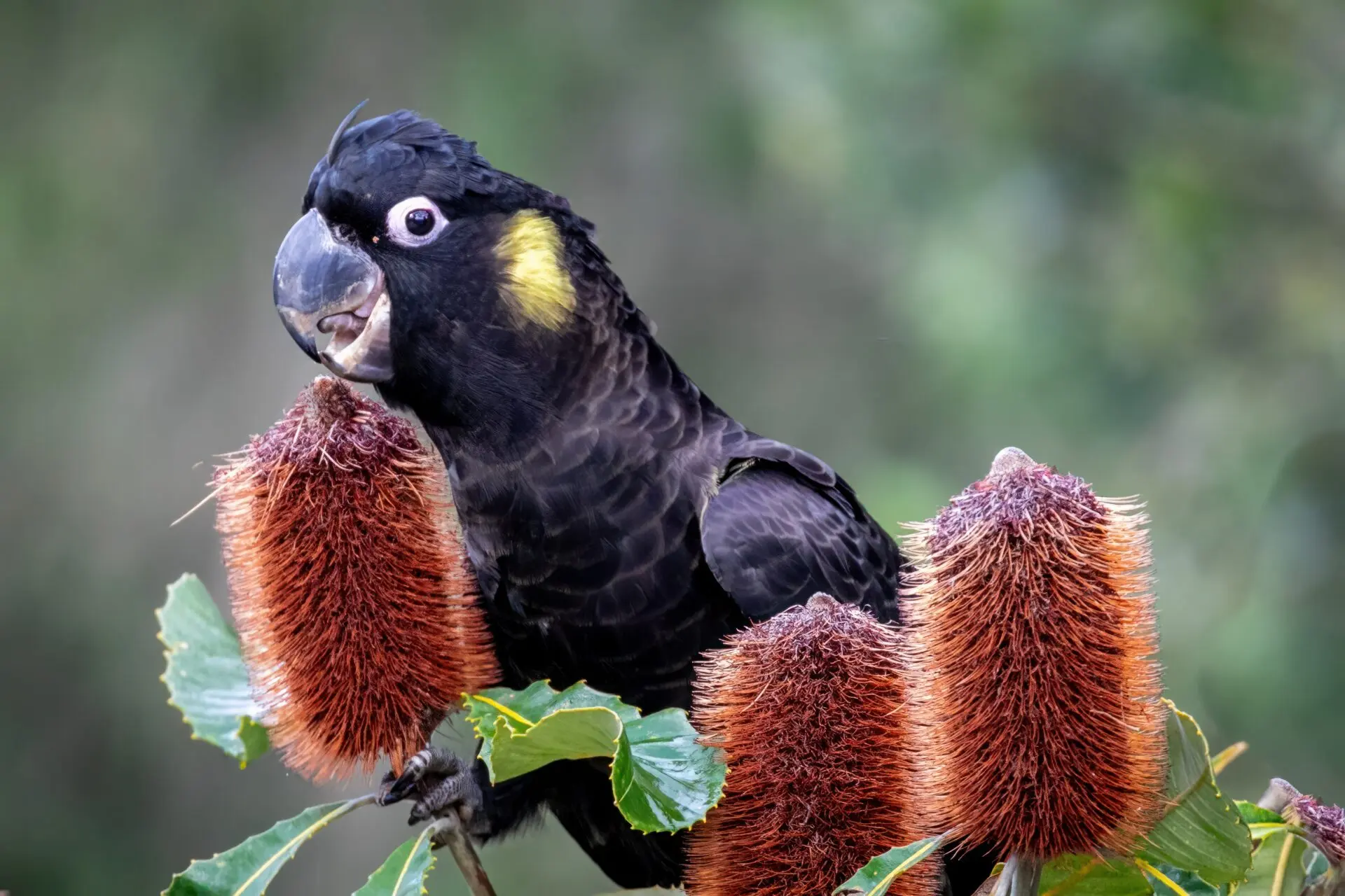 What is beak and feather disease? - BirdLife Australia