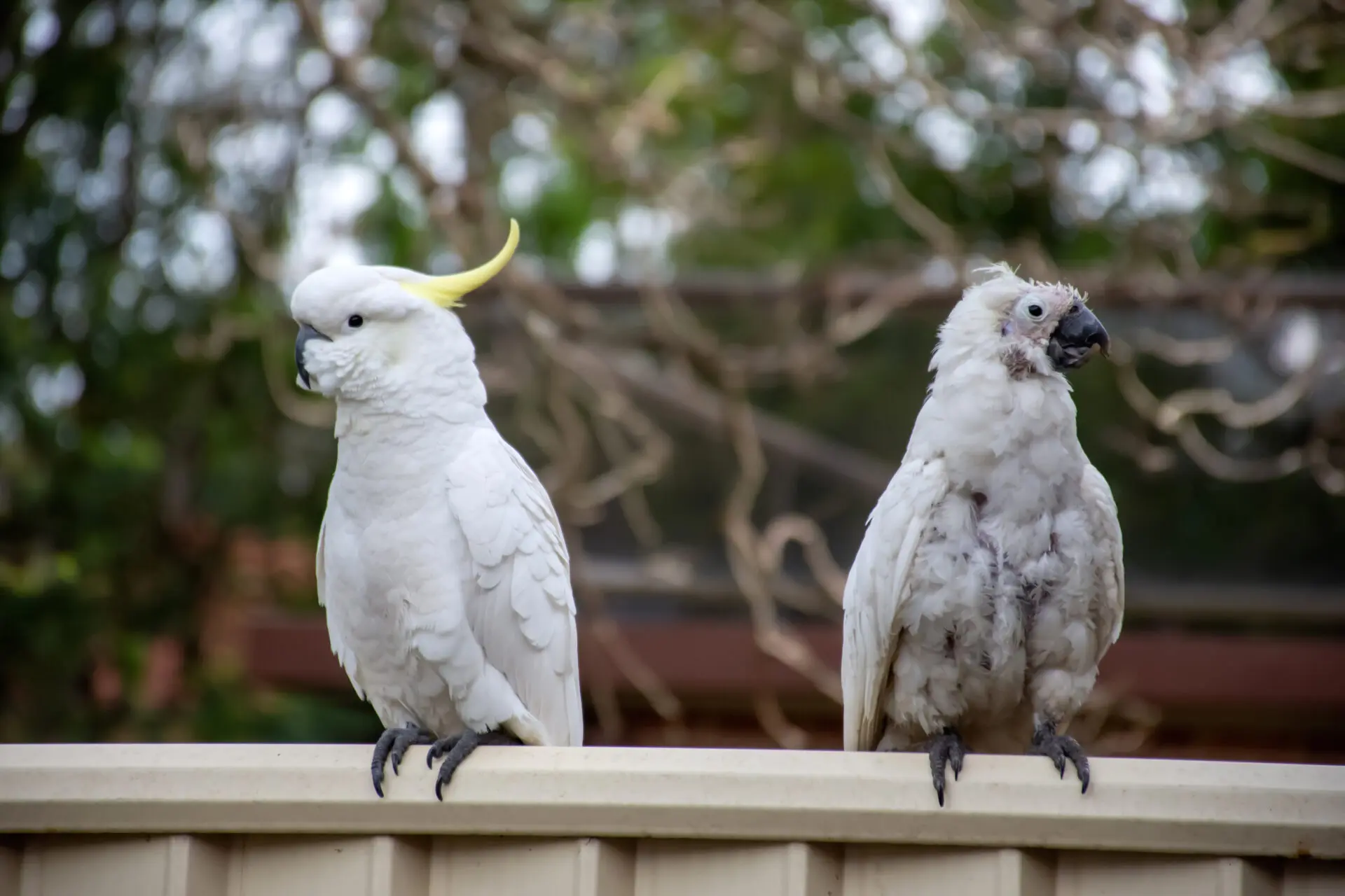 What is beak and feather disease? - BirdLife Australia