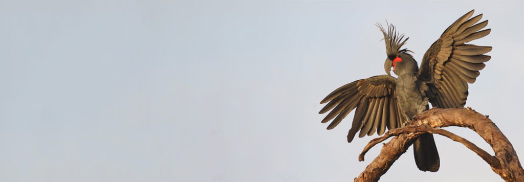 Little drummer birds - BirdLife Australia