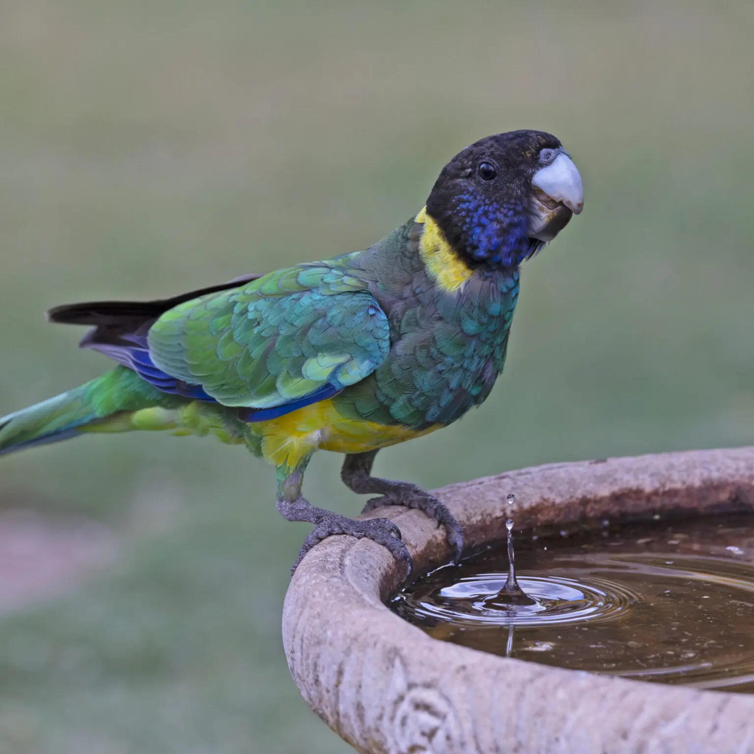 Providing water for birds - BirdLife Australia