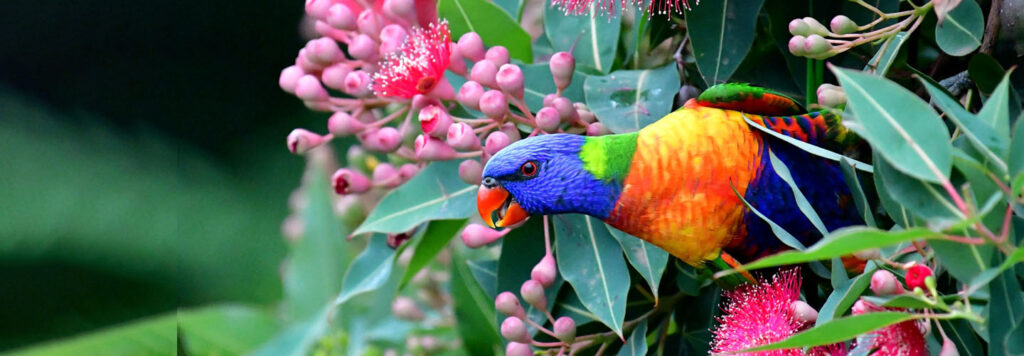 A decade of Rainbows – 10 years of the Aussie Bird Count - BirdLife ...