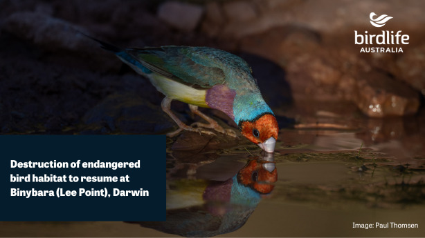 Destruction of endangered bird habitat to resume at Binybara (Lee Point ...