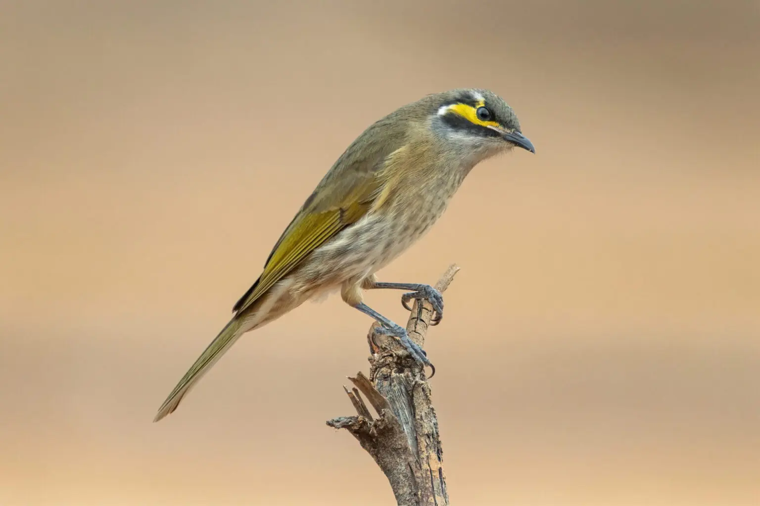 Birds to look out for in April - BirdLife Australia
