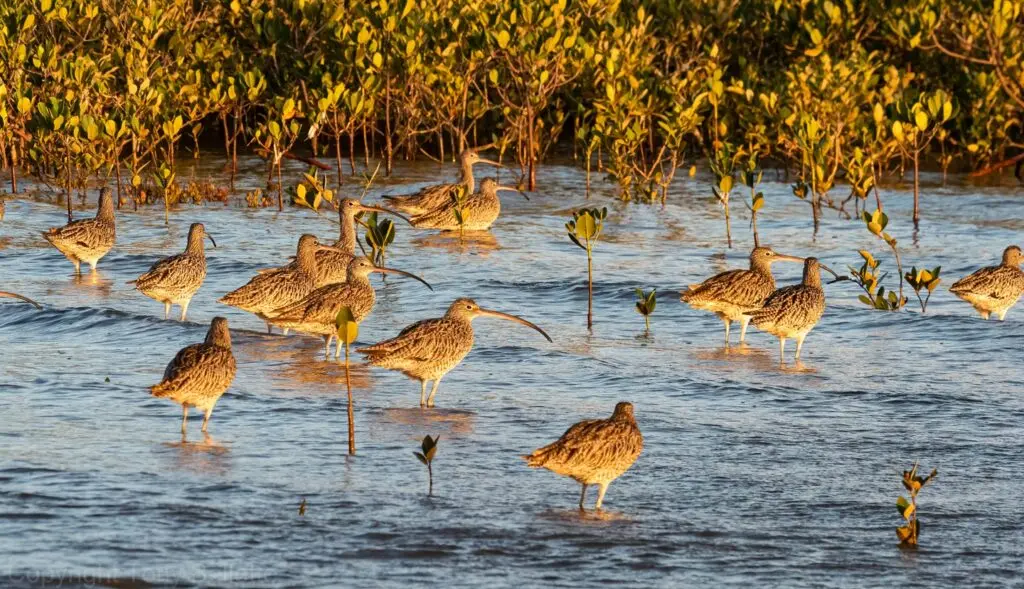 Toondah Harbour is saved! - BirdLife Australia
