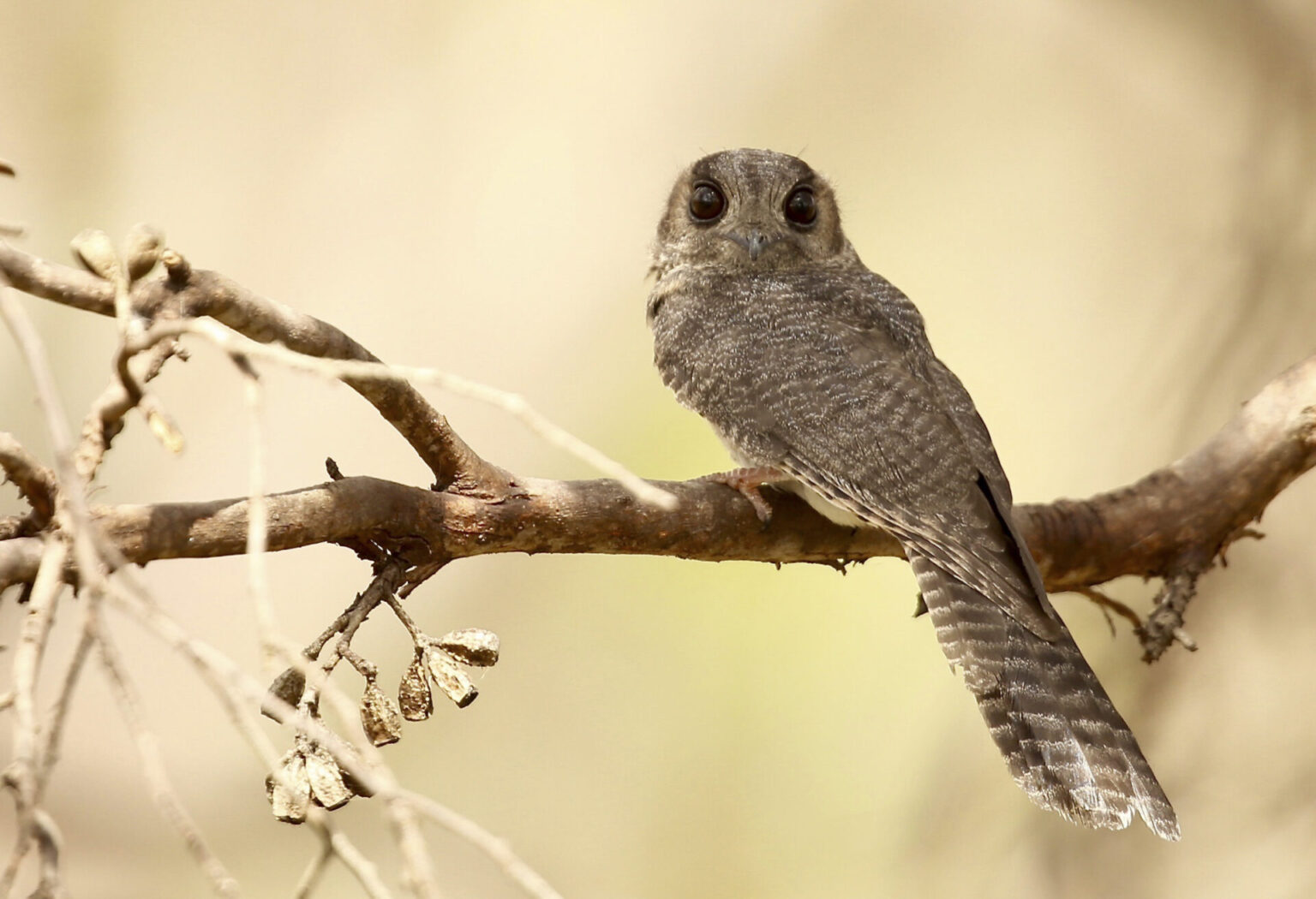 June bird of the month: Australian Owlet-nightjar - BirdLife Australia