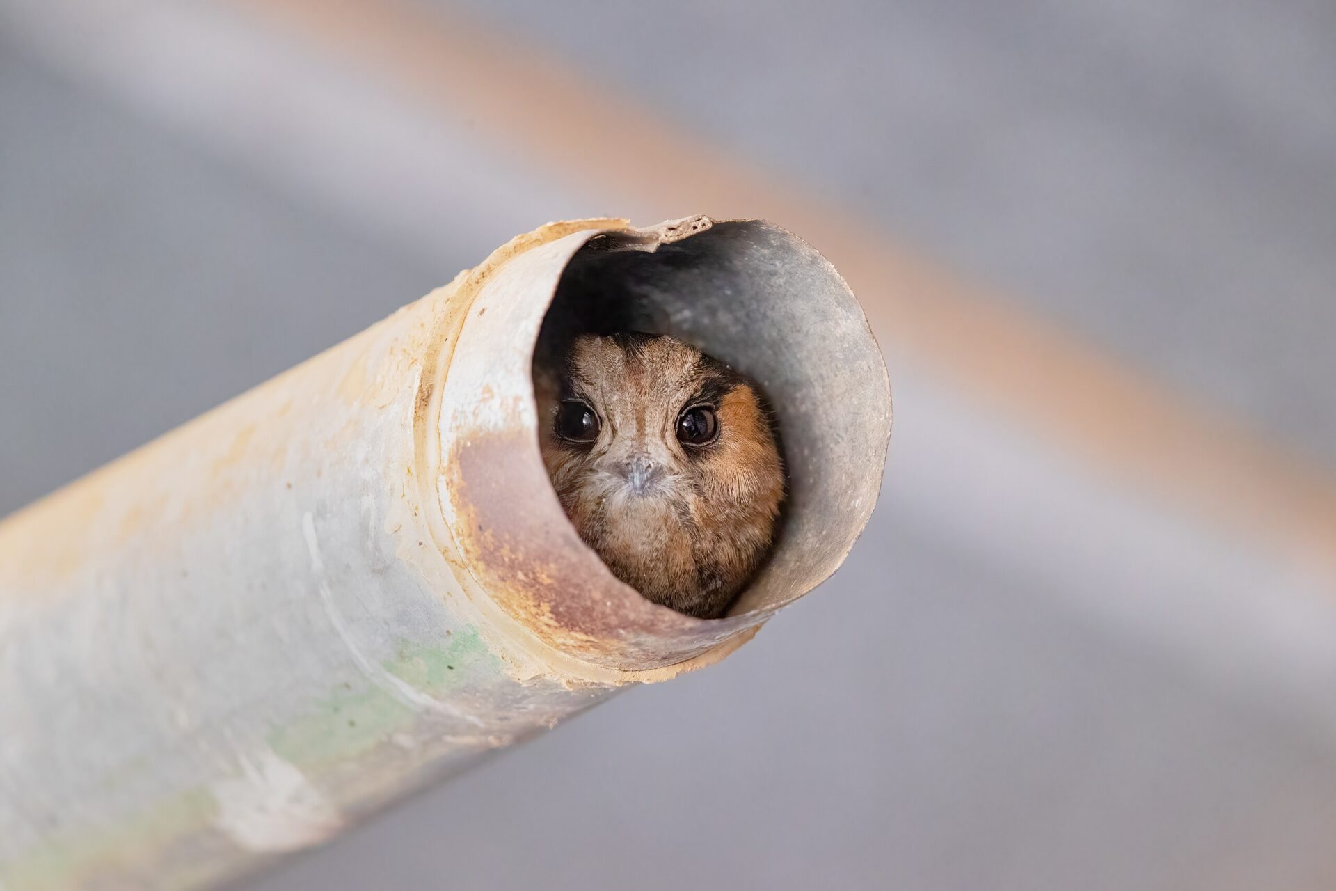 June bird of the month: Australian Owlet-nightjar - BirdLife Australia