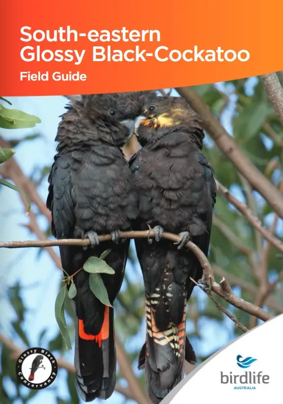 Glossy Black-Cockatoo resources - BirdLife Australia
