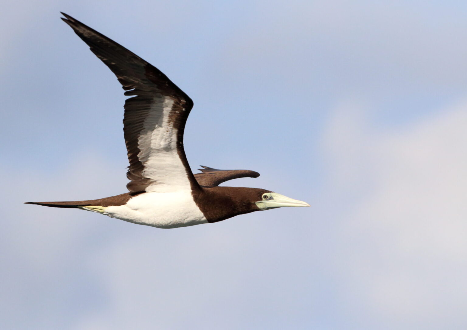 2024 World Seabird Day - BirdLife Australia