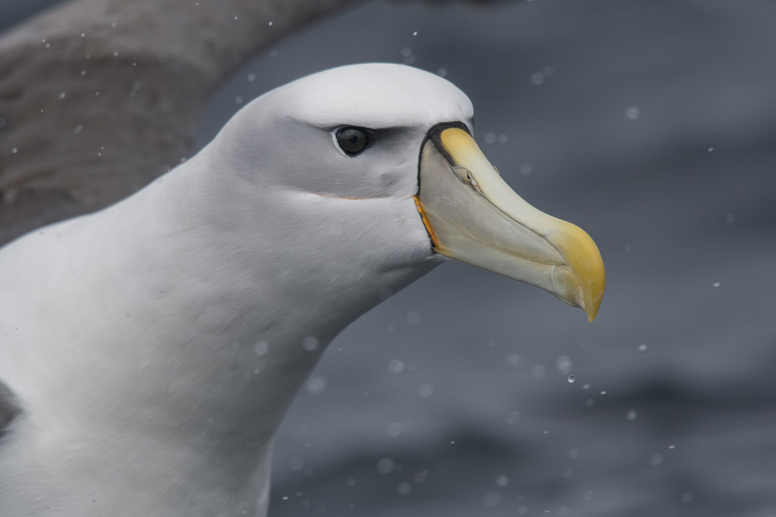 July bird of the month: Shy Albatross - BirdLife Australia